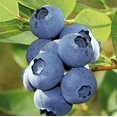Sharpblue Blueberry Plant Live for Planting, Sweet Blueberry Bush Plant ...
