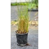 Native plant Juncus effusus Common Rush, Soft Rush Grass in a 1 Trade ...