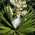 Luxurious Scented 100ml 3 4oz Packaging Captivating Blend Of Aromatics