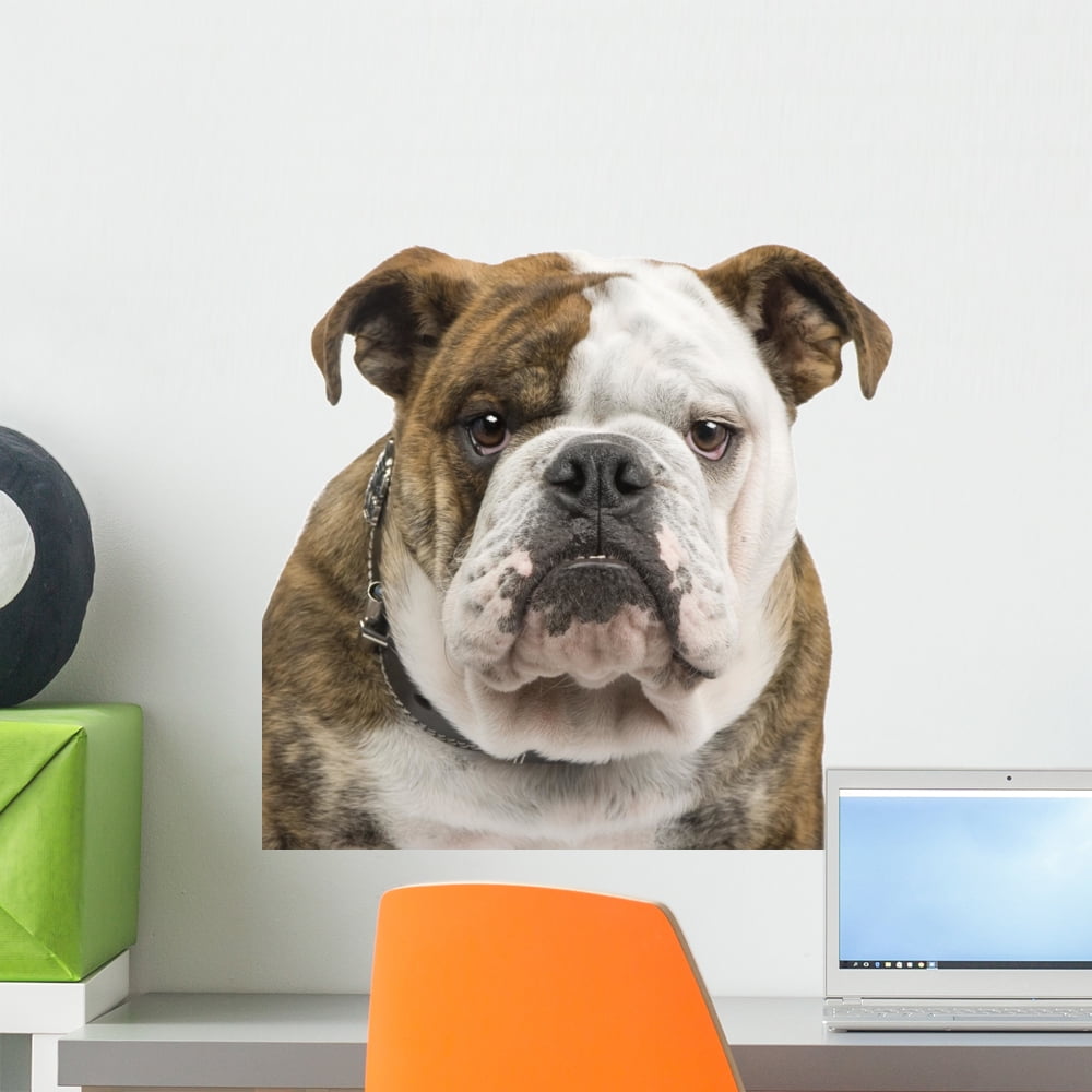 English Bulldog 6 Months Wall Mural Decal Sticker, Wallmonkeys Peel ...