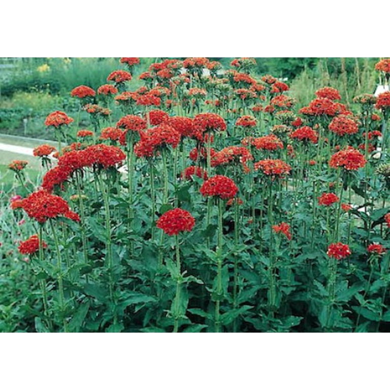 Maltese Cross Flower