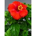"Tropical Plants of Florida: 38""-44"" Braided Red Hibiscus Tree, Full ...