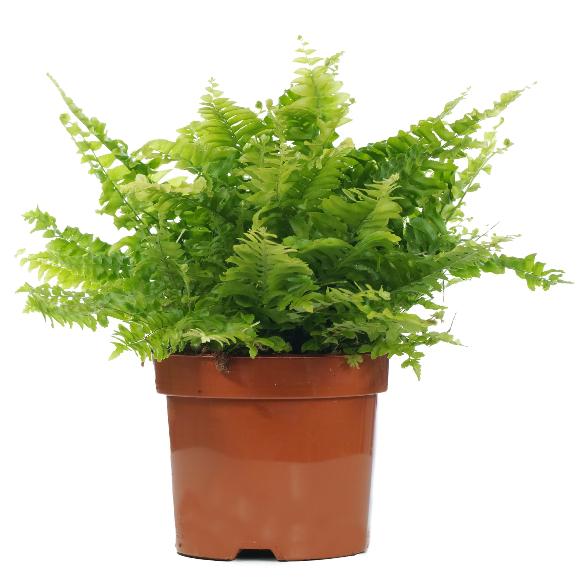 5" Fern Adiantum - Walmart.com
