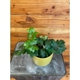 Cissus Oak Leaf Ivy, 4" Plant, The Plant Farm - Walmart.com