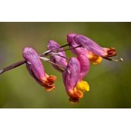 50 SPADELEAF Edible Coinwort Centella Asiatica Gotu Kola Herb Pink ...