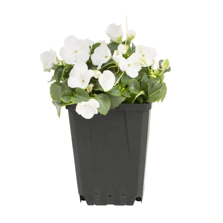 Expert Gardener 1PT Red Vinca Live Annual Plant Sun - Walmart.com