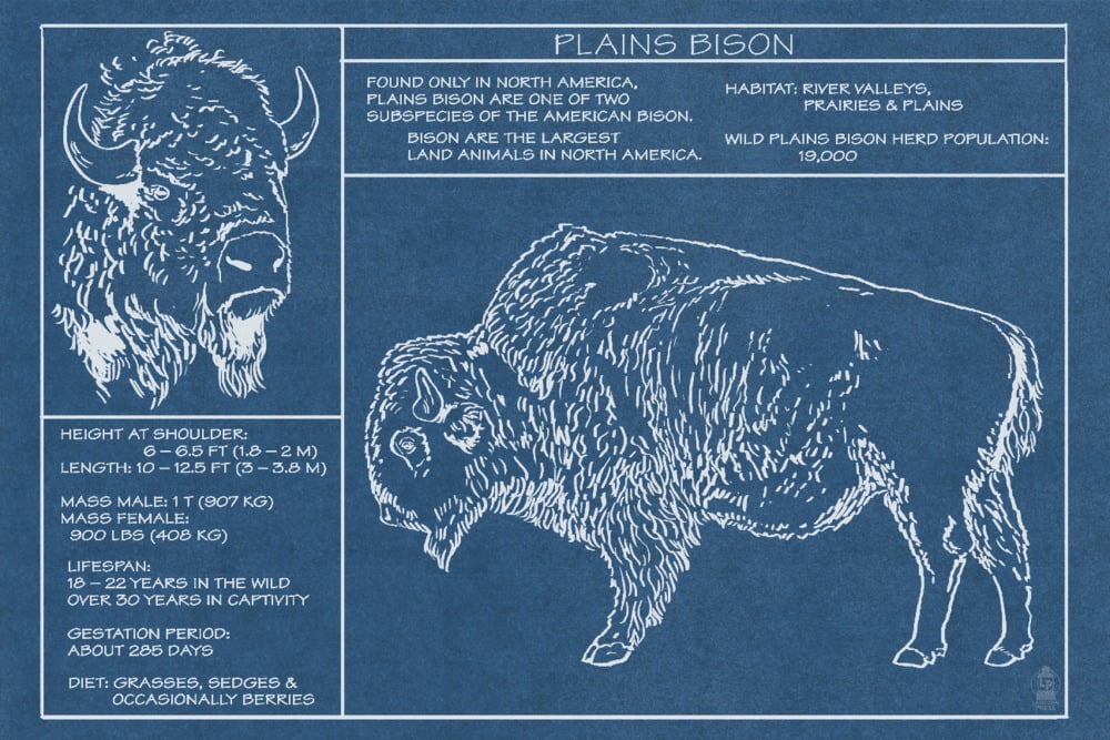 Plains Bison, Technical Blueprint (16x24 Giclee Gallery Art Print ...