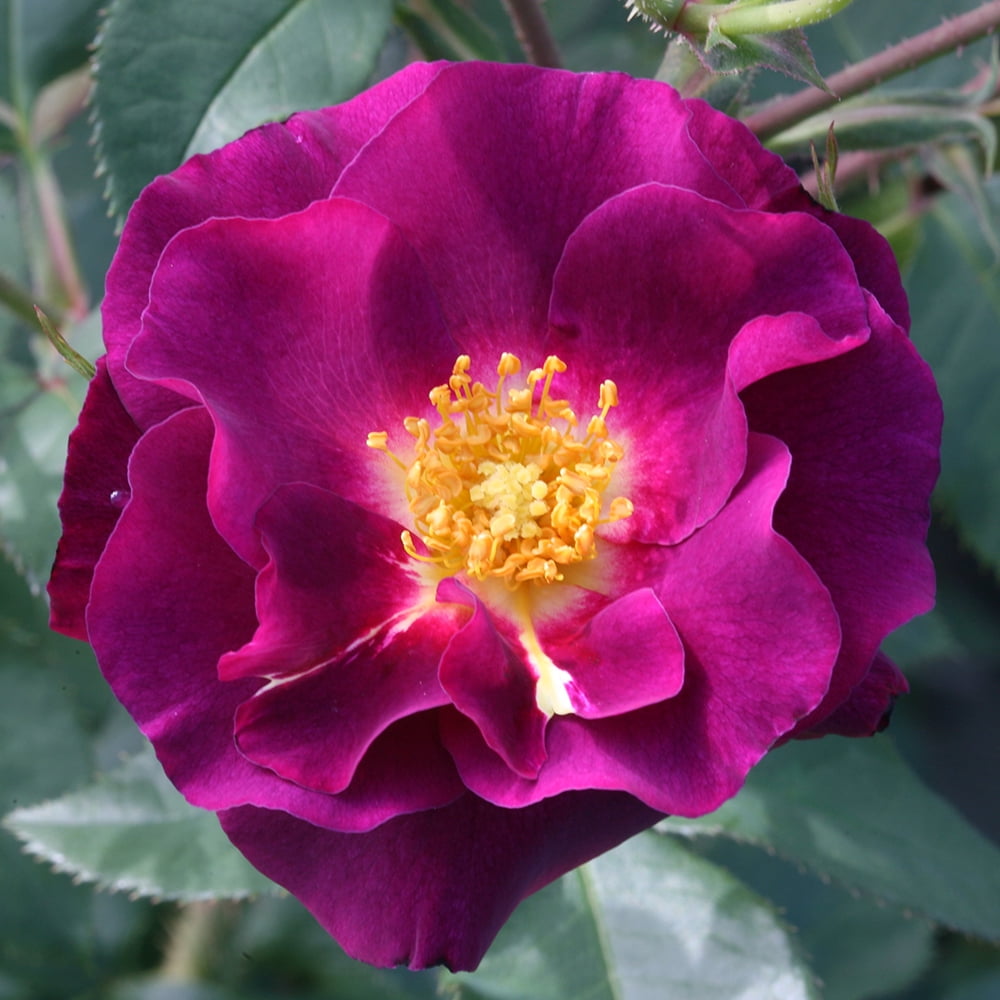 Dark Purple Rose Bush