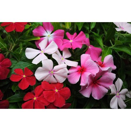 sUA: s Cape Madagascar Periwinkle Mix Vinca Rosea Perennial Flowers for ...