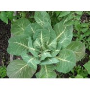 Collard Greens, Georgia Southern Creole Seeds - Walmart.com