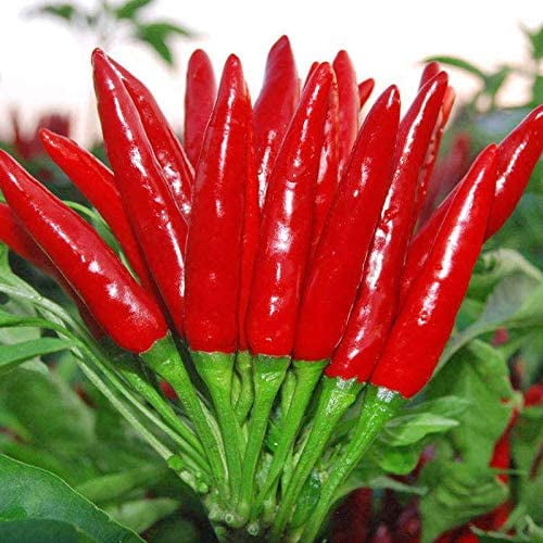 Red Hot Pepper s 50+ Organic Capsicum Frutescens Heavy Yield Colorful ...