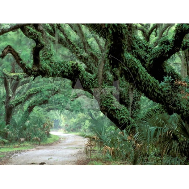 Live Oaks Florida
