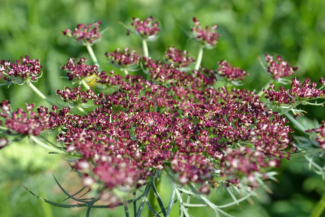 Pink and Burgundy Dara Ammi False Queen Anne's Lace Bishop's Weed ...