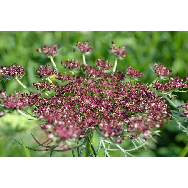 Pink and Burgundy Dara Ammi False Queen Anne's Lace Bishop's Weed ...
