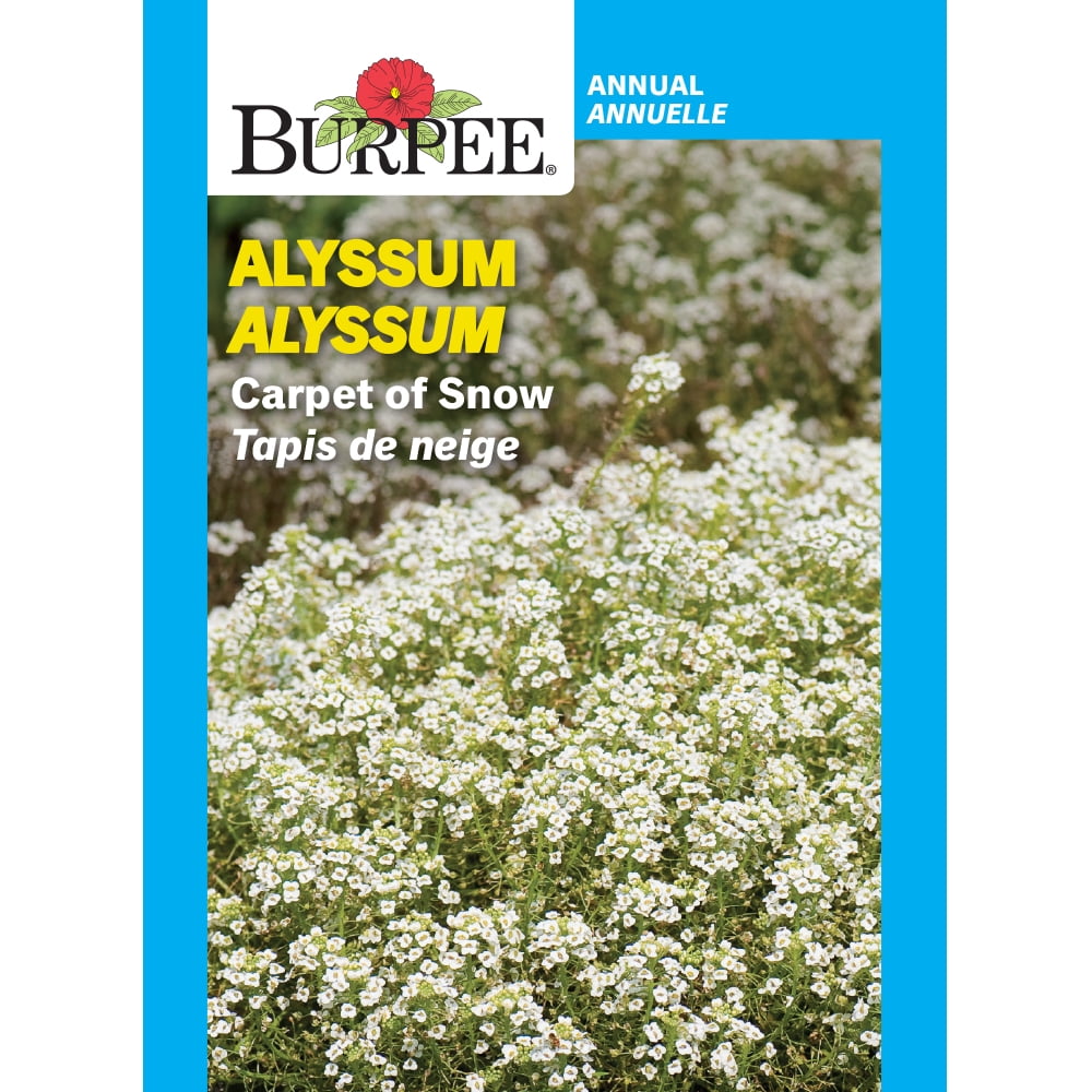 Click here for Burpee Canada Burpee Carpet Of Snow Alyssum prices
