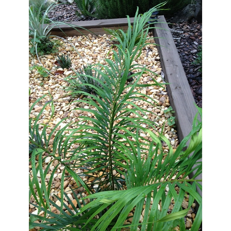 Cycas Macrocarpa