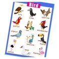 Laminated Birds Educational Poster for Kids - Bird Identification Wall ...