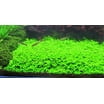 Java Moss - Easy Live Fresh Water Aquatic Plant for Fish Tank, Floating ...