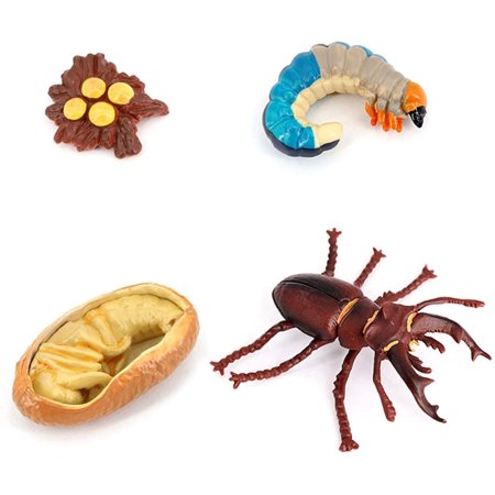 Stag Beetle Growth Cycle, Animal Growth Cycle Biological Model , Growth ...