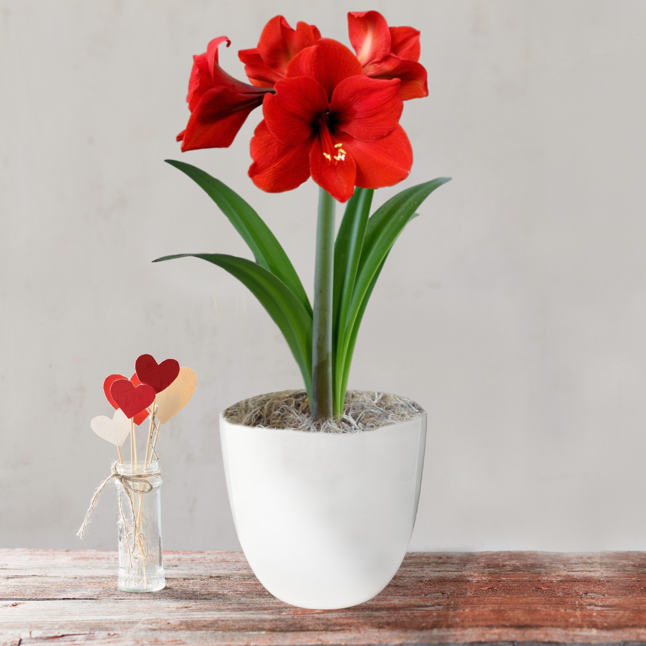 Amaryllis Ferrari Gift in a Round Planter Container Option: Classic ...