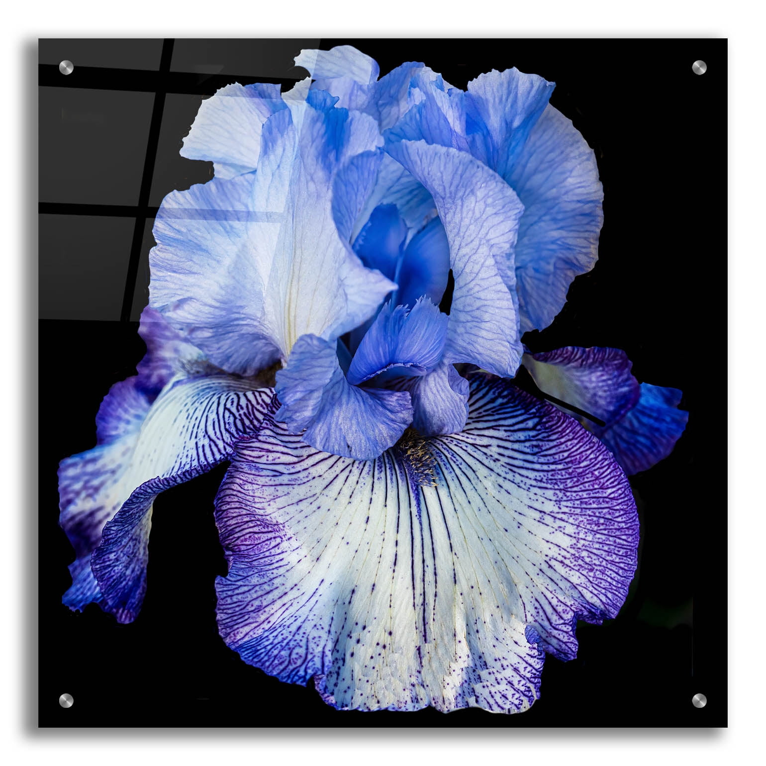 Epic Art 'Ooh Iris' by Pamela Plummer, Acrylic Glass Wall Art, 24"x24 ...