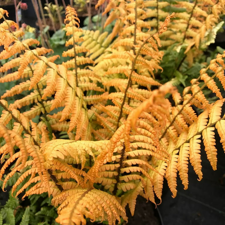 Jurassic Ferns
