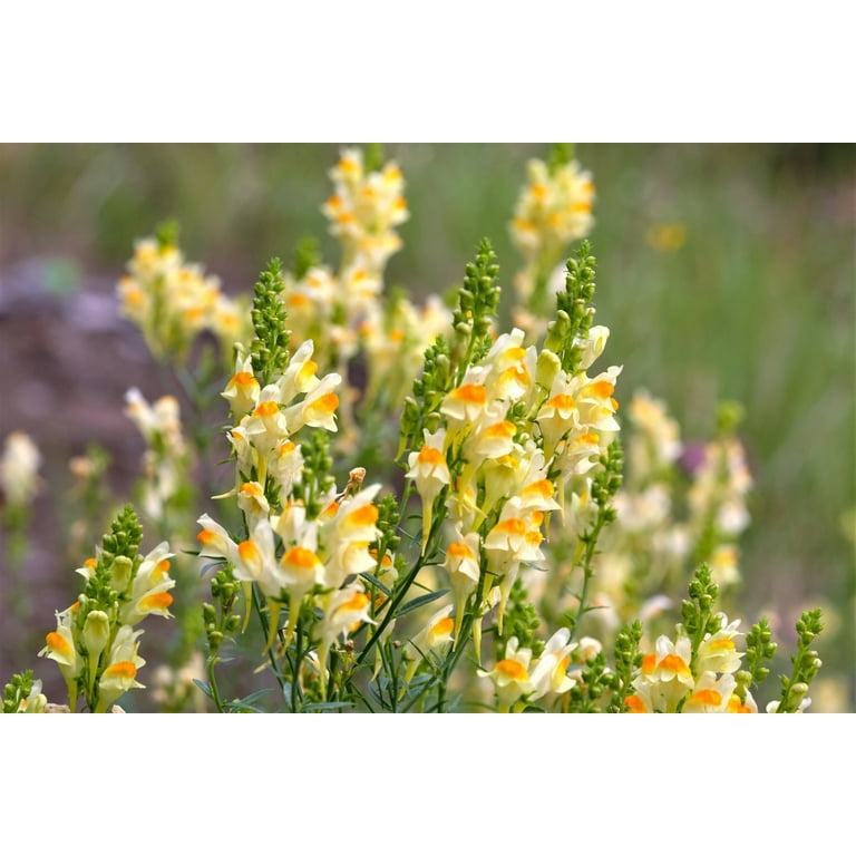 Wild Snapdragon Plant