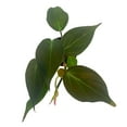 Philodendron Micans in a 2 inch Pot, Starter House Plant, Rare Philo ...