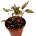 BubbleBlooms Harmony's Hugh McLaughlin Begonia, Hugh McLaughlan Begonia ...