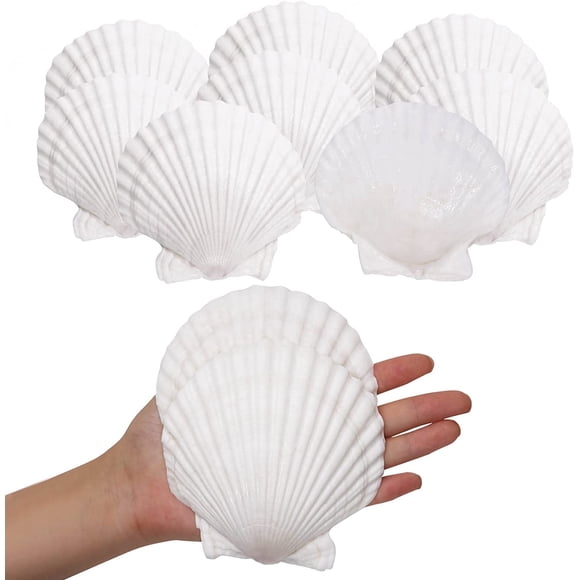 seashell | Walmart Canada