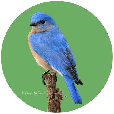 Andreas JO-AB1012 Tis The Season Jar Opener (AB) - Walmart.com