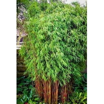 25 Lama Temple Bamboo Seeds – Fast-Growing Ornamental Bamboo for ...