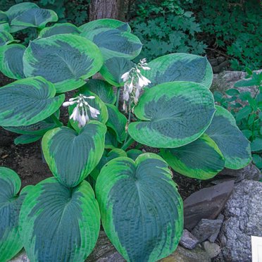Hardy Outdoor Colossal Blue Hosta, Shade Loving Perennial Plant ...