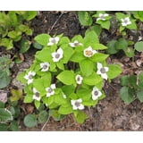 15 Seeds WESTERN BUNCHBERRY Alaskan Dogwood Canadian Cornus ...