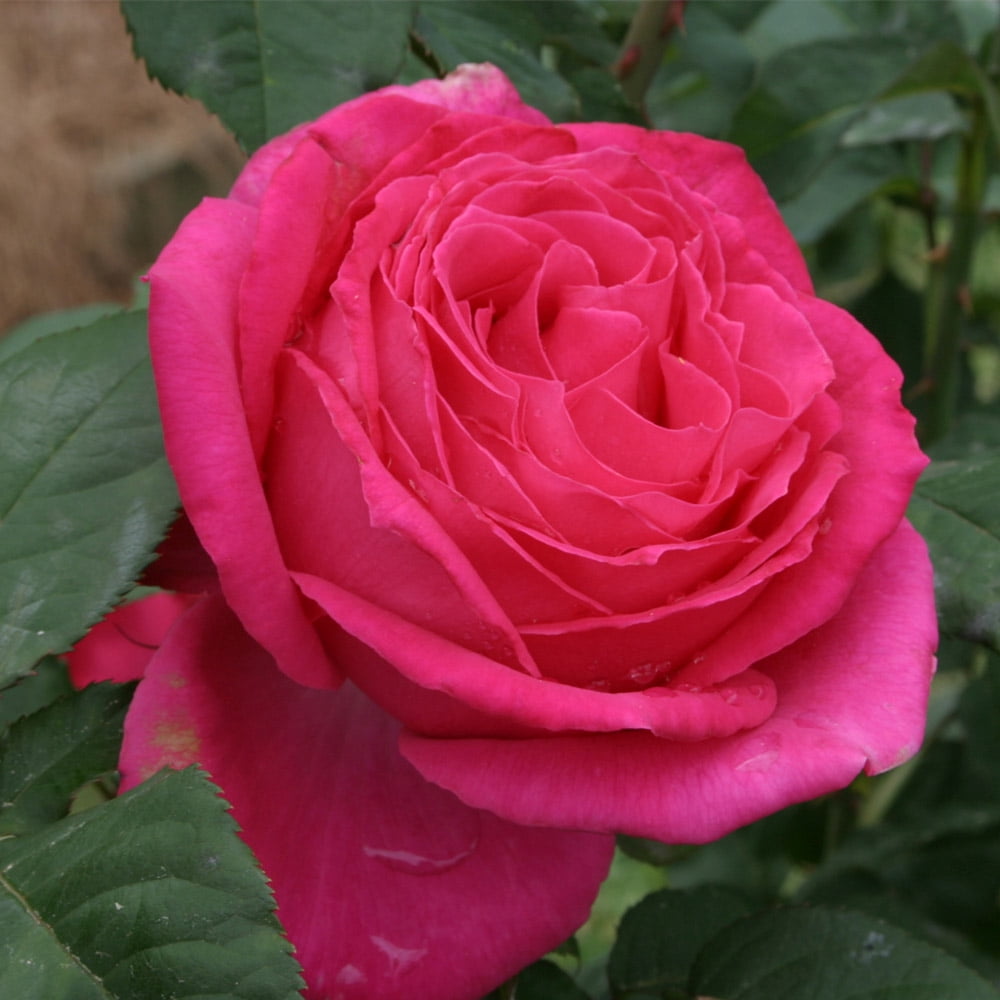 Heirloom Roses - Cynthia Hybrid Tea Rose Plant - Very Fragrant Roses ...