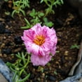40 Sundial PEPPERMINT PORTULACA Grandiflora Moss Rose Pink Streaked ...