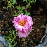 40 Sundial PEPPERMINT PORTULACA Grandiflora Moss Rose Pink Streaked ...
