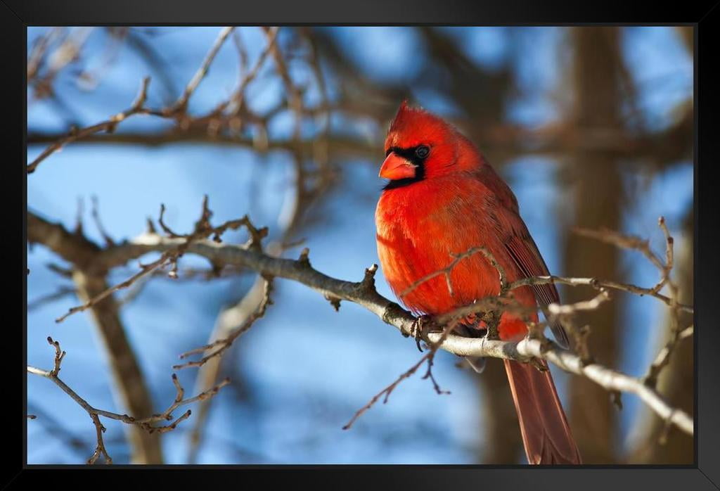 Vivid Red Cardinal Sitting on a Tree Branch Photo Bird Pictures Wall ...