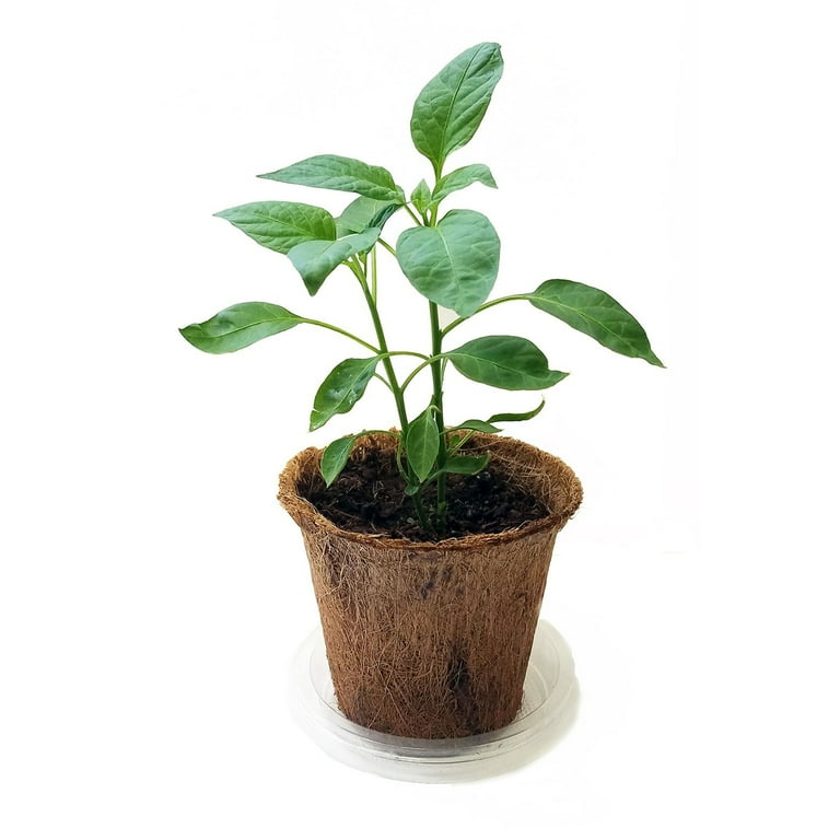 Poblano Seedlings
