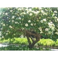 White Plumeria Tree - Frangipani - Live Plant in a 3 Gallon Grower's ...