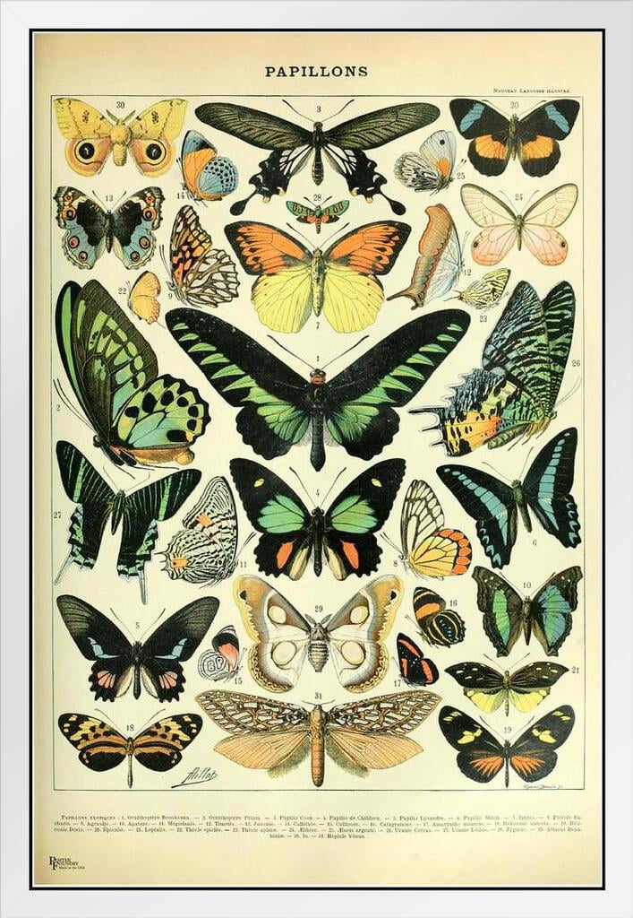 Butterfly Moth Cottagecore Room Decor Butterflies Papillons Chart Bookplate Retro Botanical ...