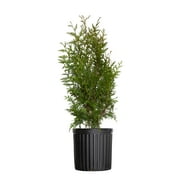Juniper Scopulorum, Skyrocket Evergreen Tree, 4 Inch Pot, Lot of 12 ...