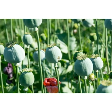 Exotic Strains of Poppy Seeds for Planting (200 Seeds Per Packet ...