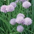 Burpee Organic Common Chives Herb Seed, 1-Pack - Walmart.com
