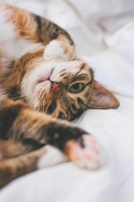 meow (Paperback) - Walmart.com