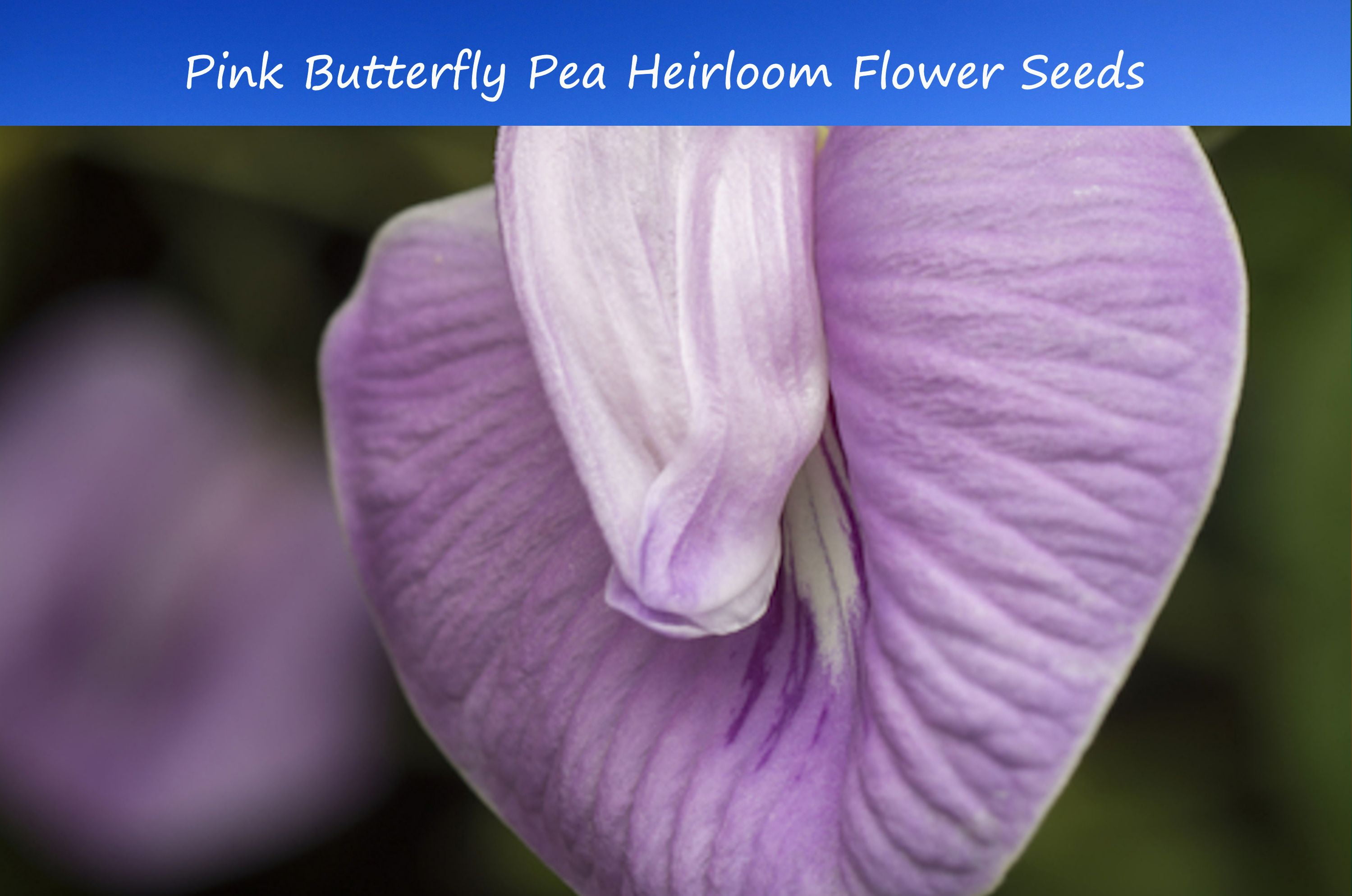 Tropical Seeds - Pink Butterfly Pea -10 Flower Seeds - Centrosema ...