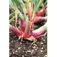 TomorrowSeeds - Monique French Pink Shallot Sets (Bulbs) - 40+ Count ...