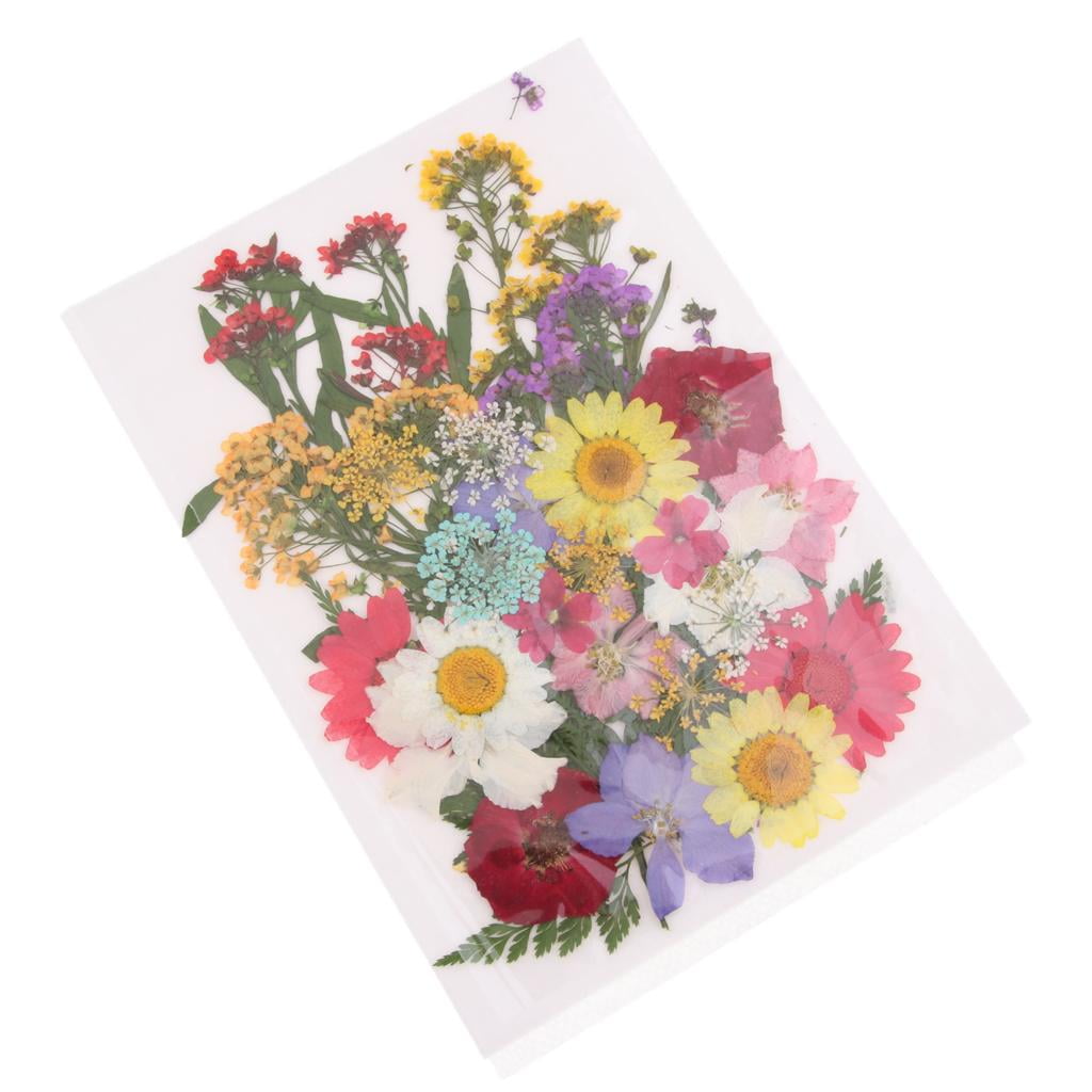 Paquete Múltiple de Flores Secas Prensadas Reales Macarena para Arte ...