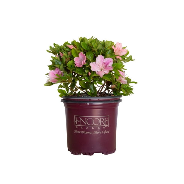 Encore Azalea Autumn Sweetheart (1 Gallon) Pink and White Flowering ...