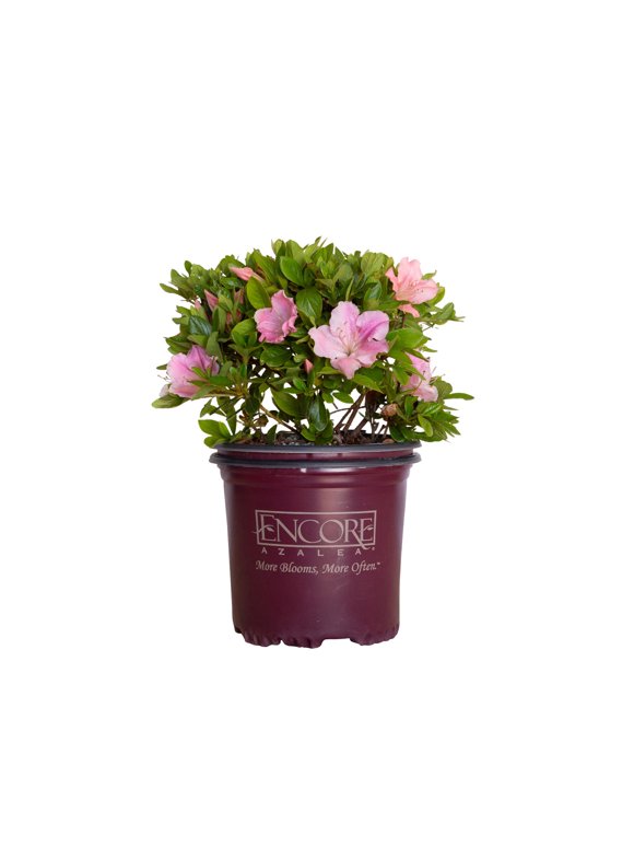 Azalea Bushes in Garden Bushes - Walmart.com